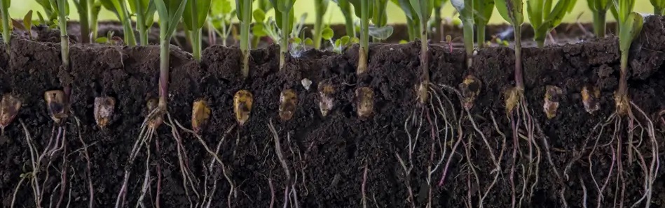 Soil Microbiome Analysis - Tiaris Phytodetect